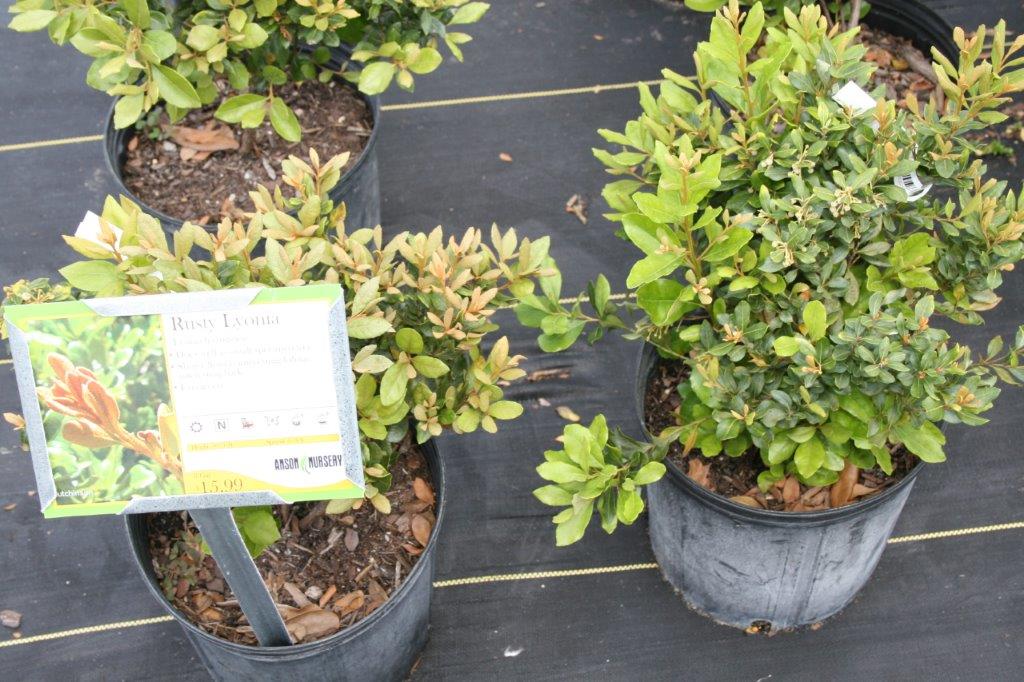 Nursery Plants Flowers Trees for Landscaping in Citrus County Florida ...